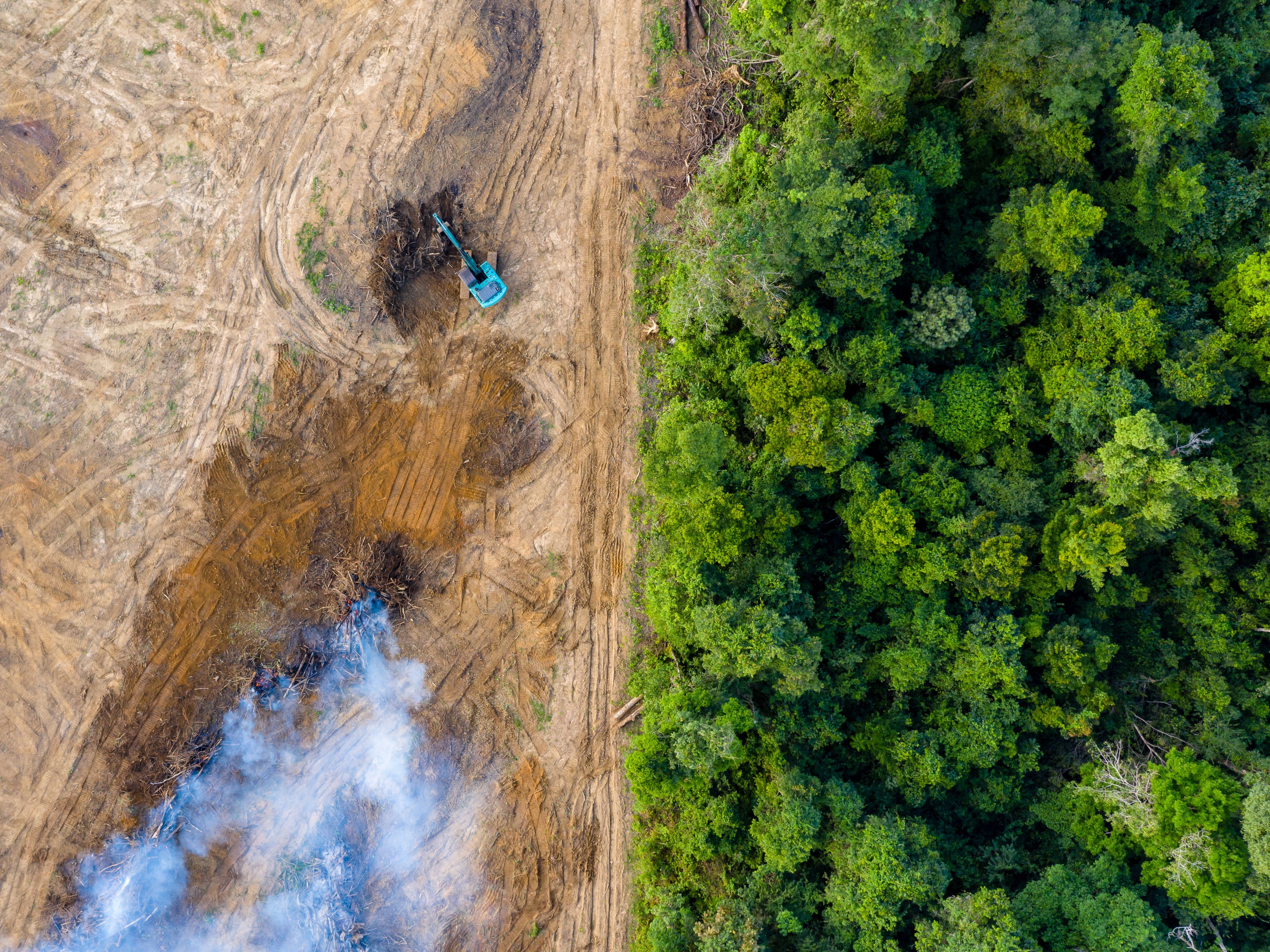 Forest Protection | ALDI SOUTH Group