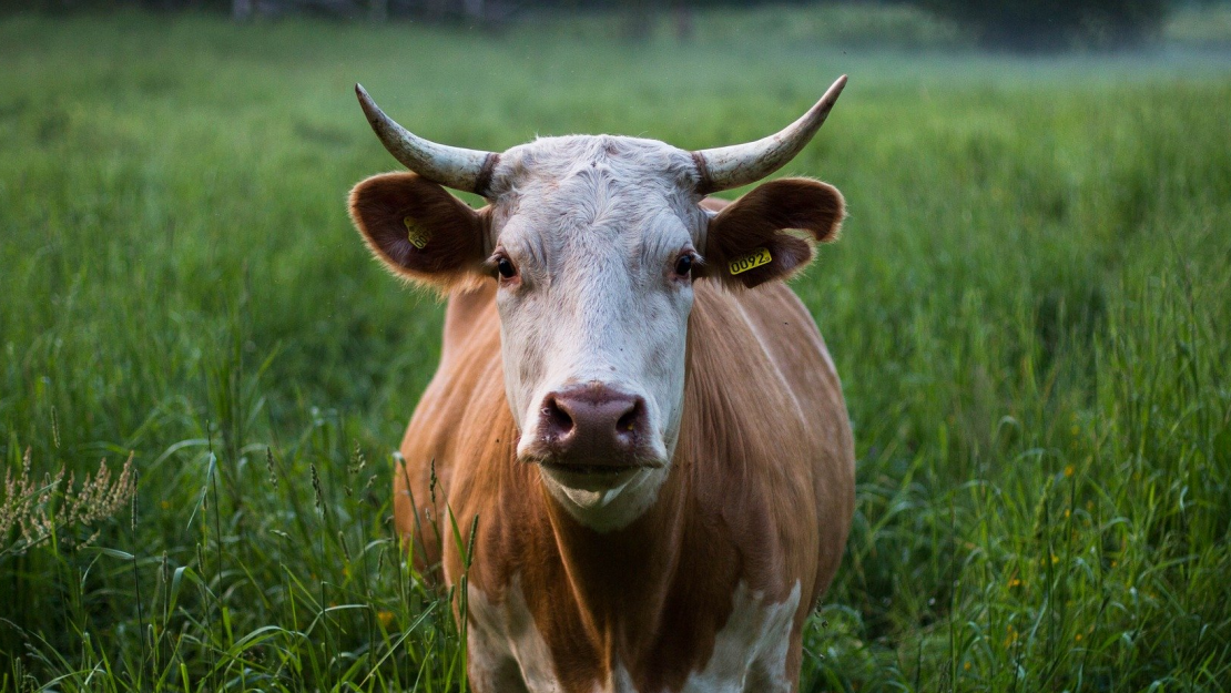 Animal Welfare | ALDI SOUTH Group