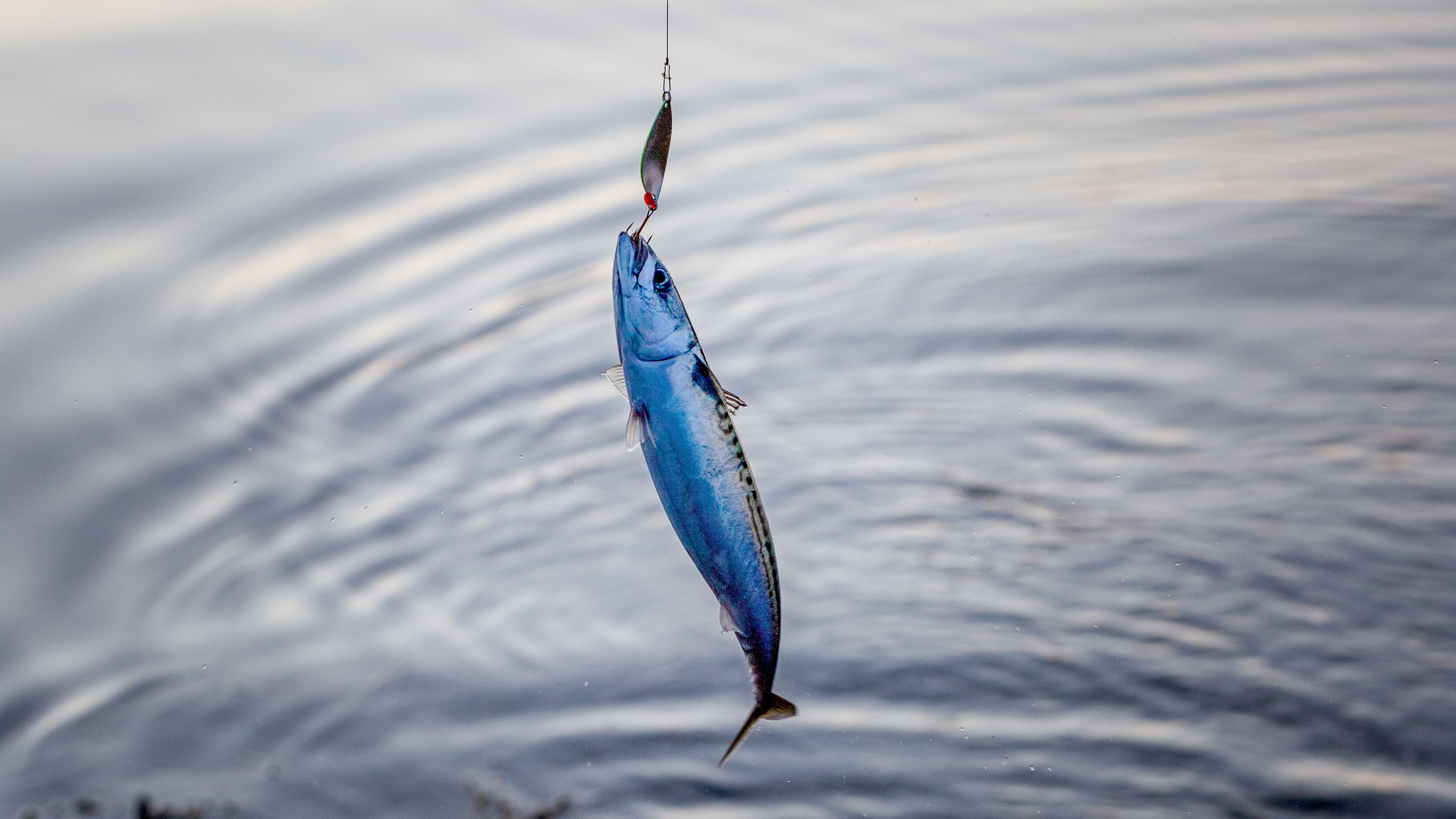 Fish & Seafood | ALDI SOUTH Group