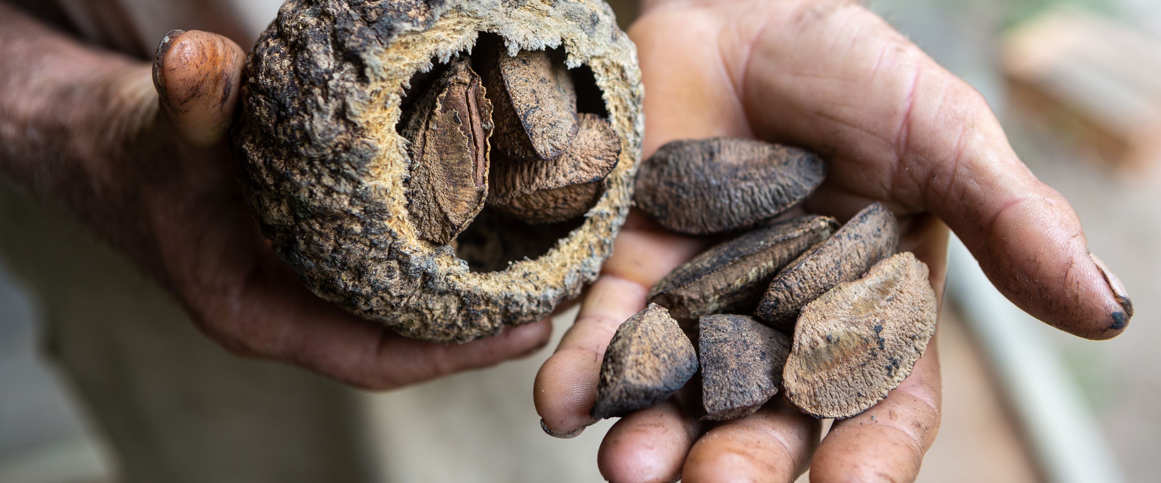 Human Rights Impact Assessment: Brazil Nuts from Bolivia | ALDI SOUTH Group