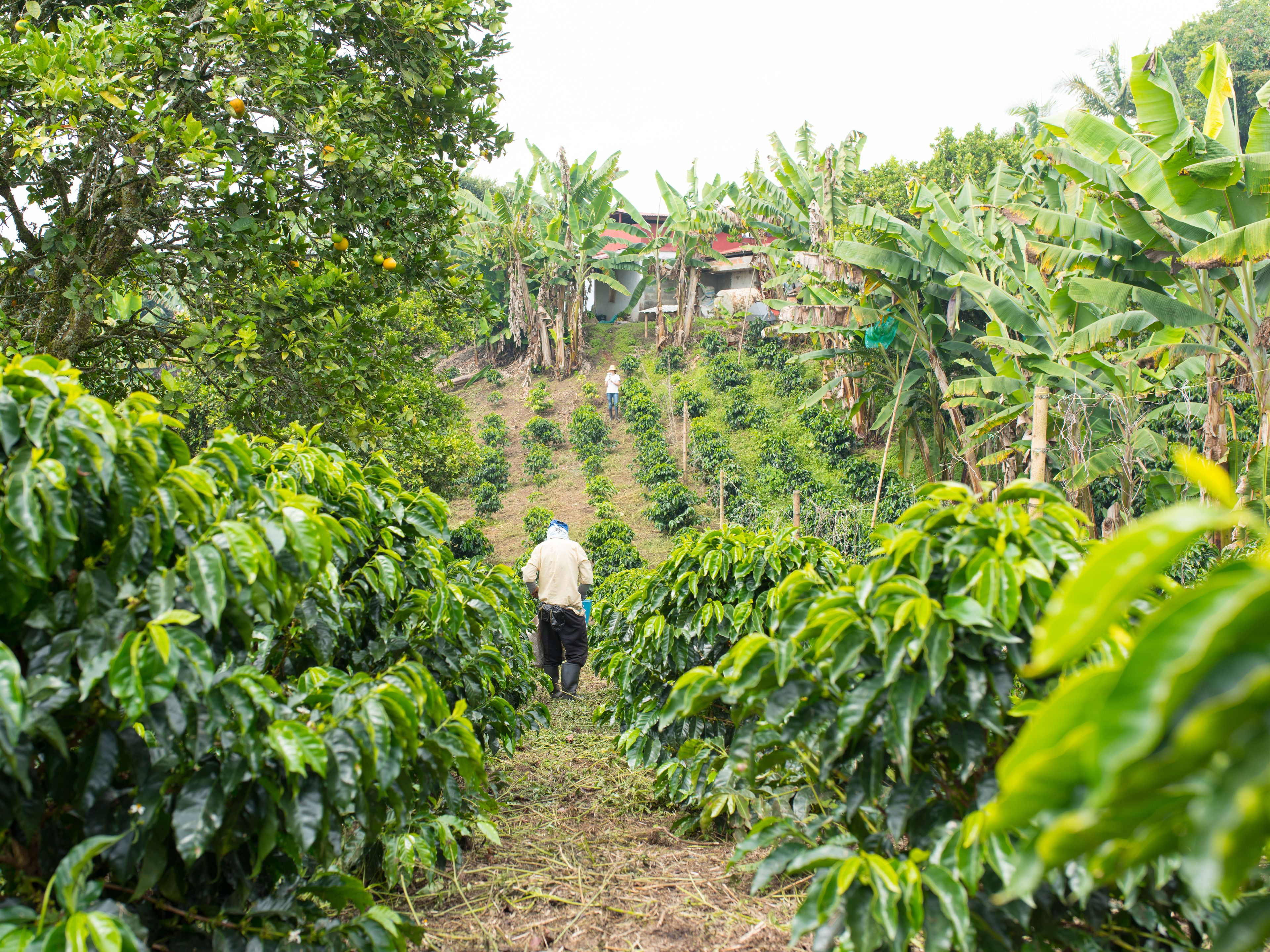 Human Rights Impact Assessment: Coffee from Brazil | ALDI SOUTH Group