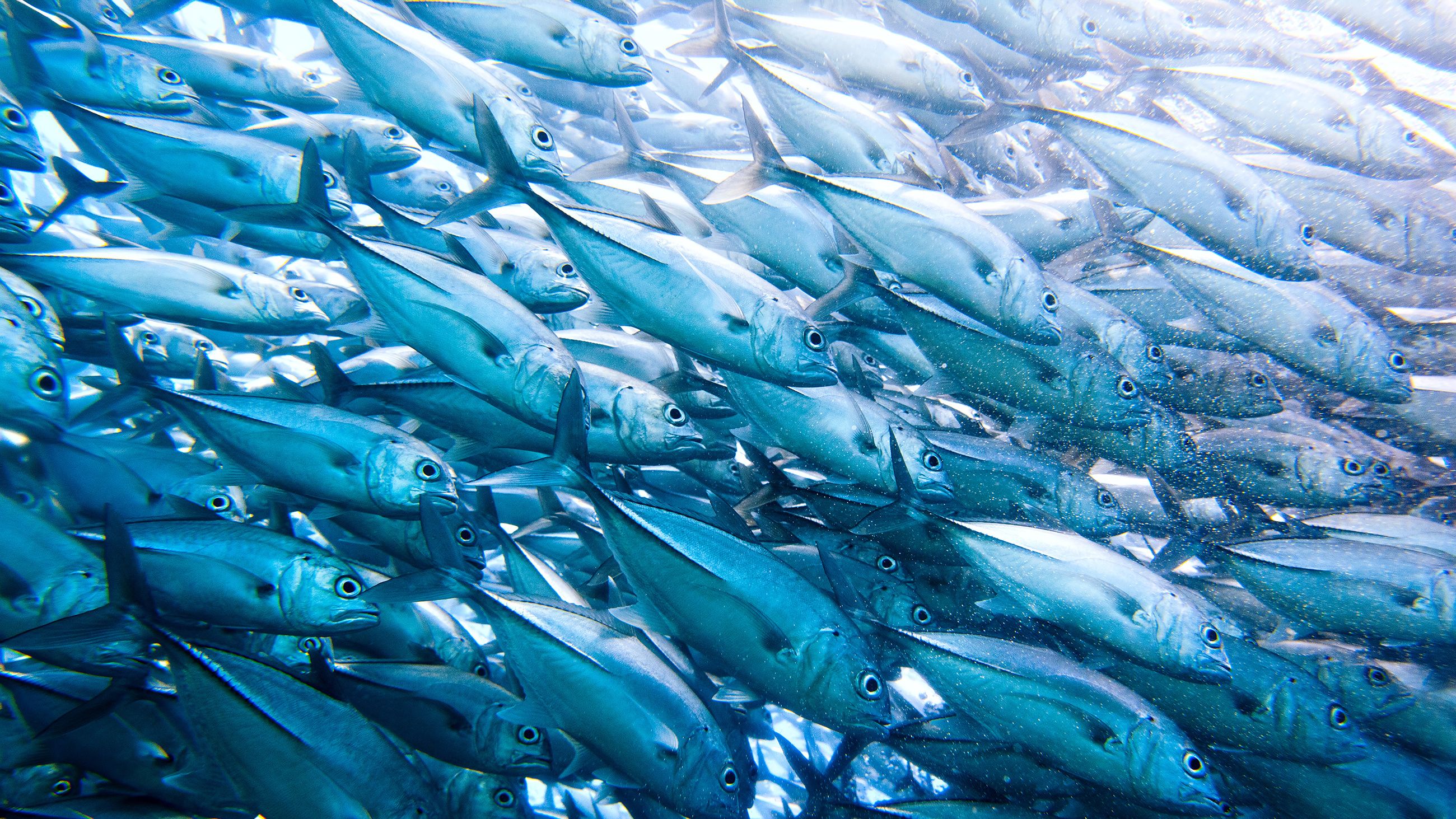 The ALDI SOUTH Group promotes sustainable sourcing of tuna | ALDI SOUTH ...