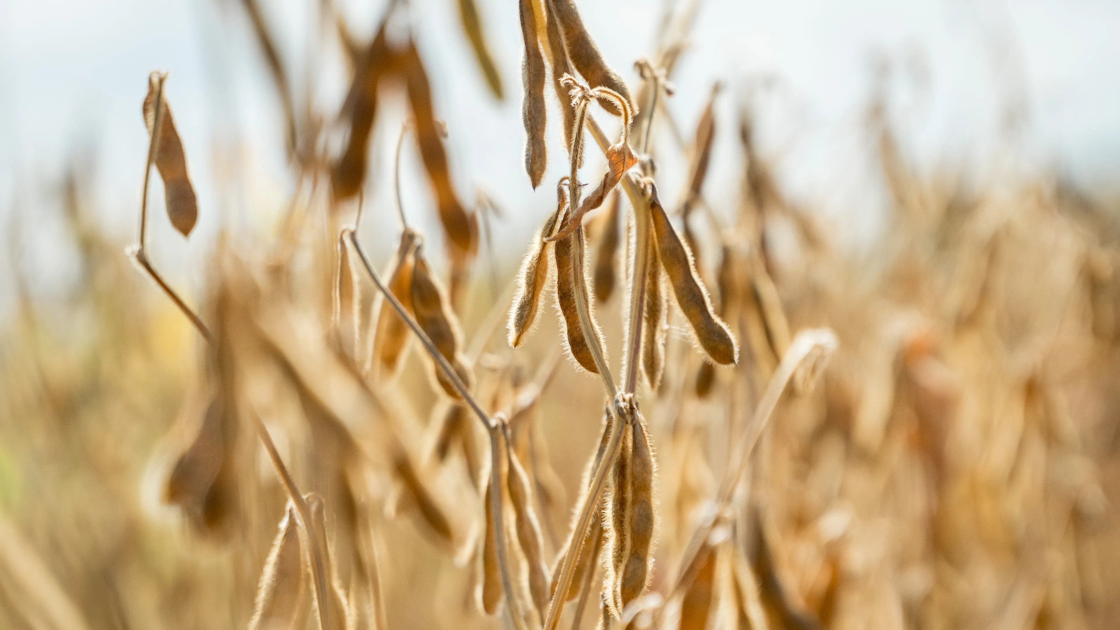 ALDI becomes a member of Donau Soja | ALDI SOUTH Group