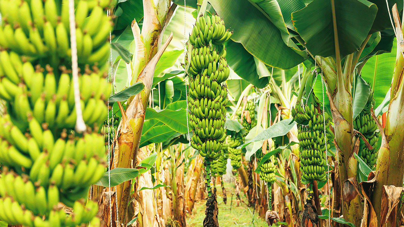 Bananas | ALDI SOUTH Group