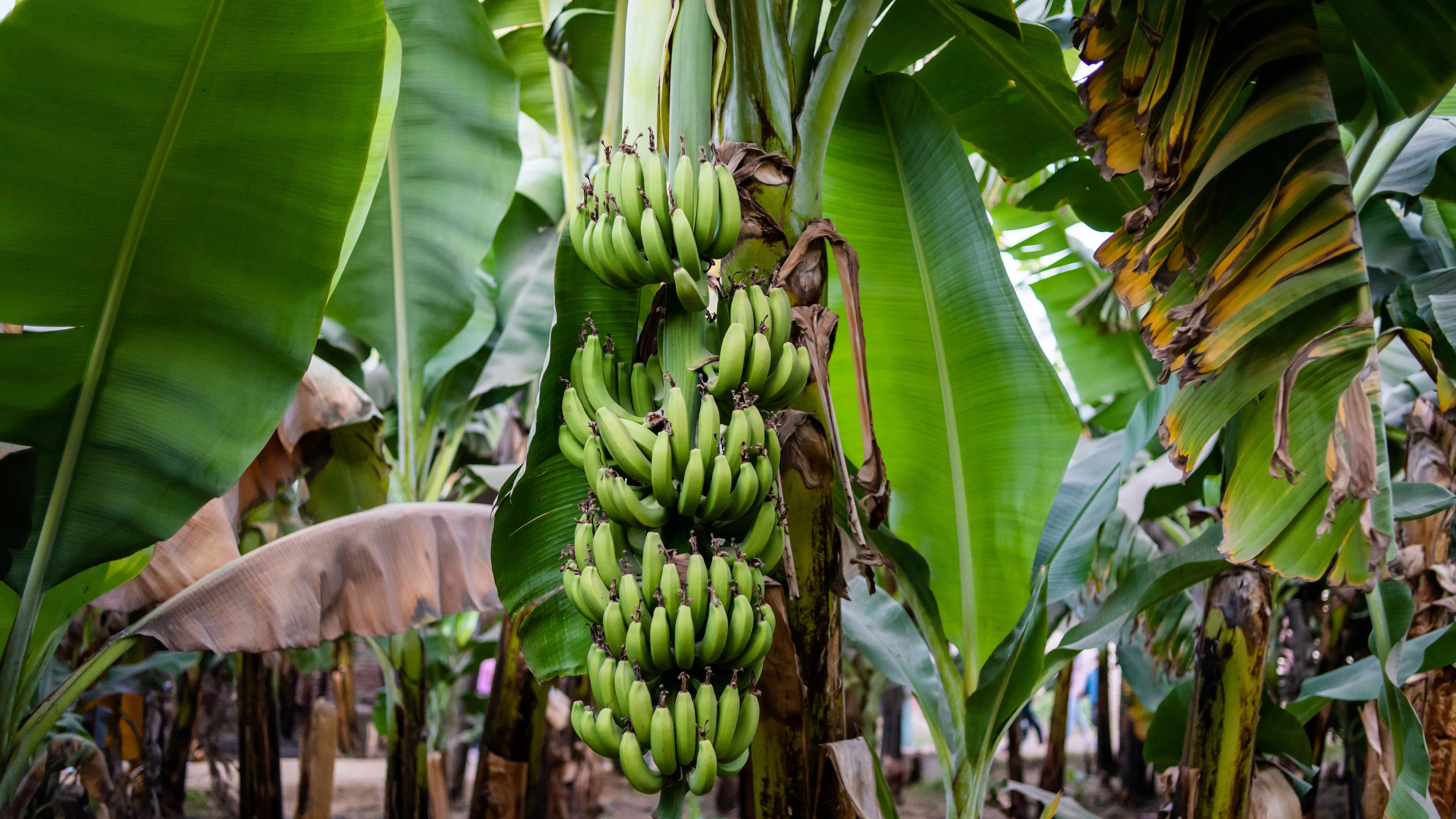 Bananas | ALDI SOUTH Group