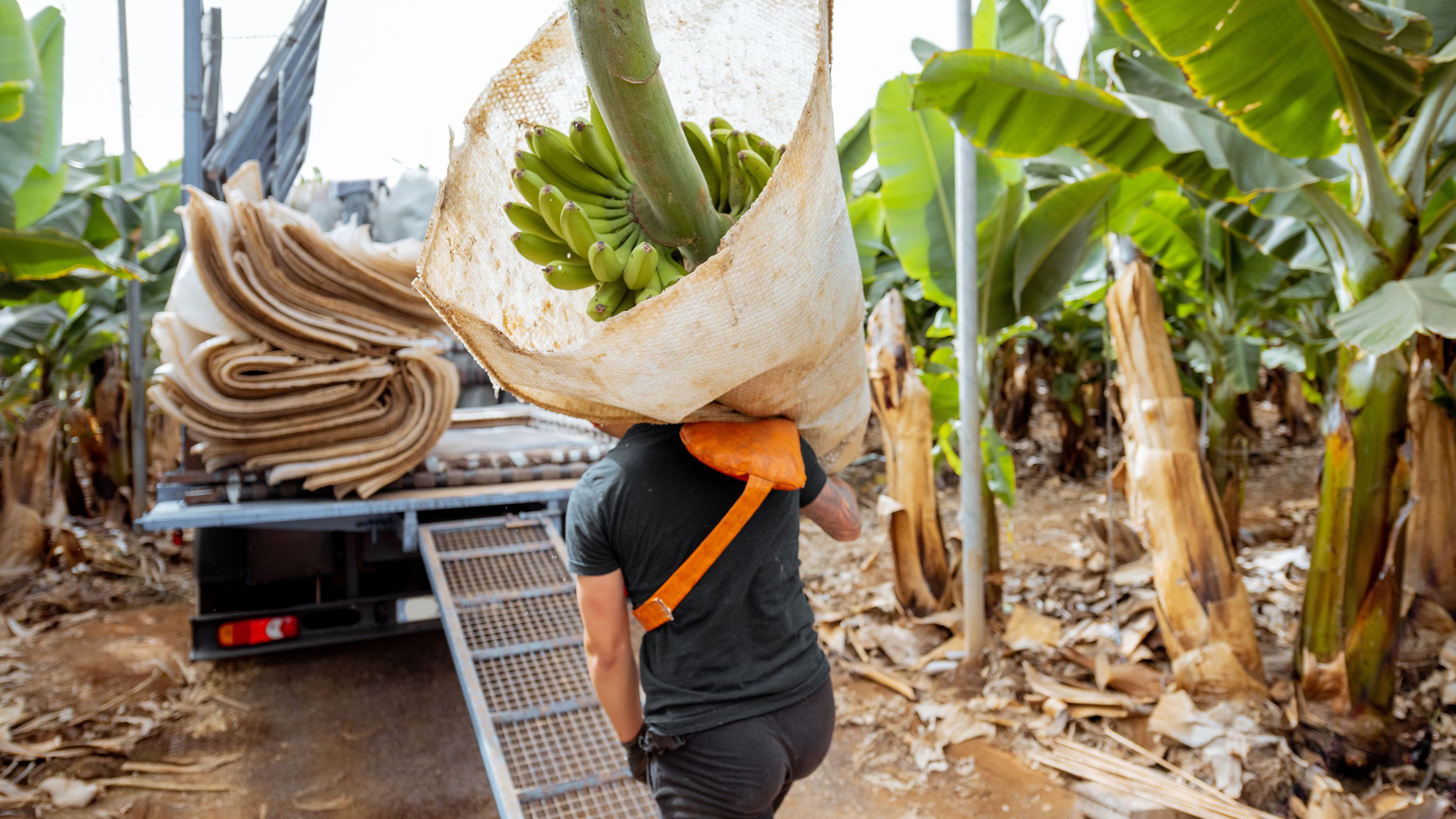 Bananas | ALDI SOUTH Group