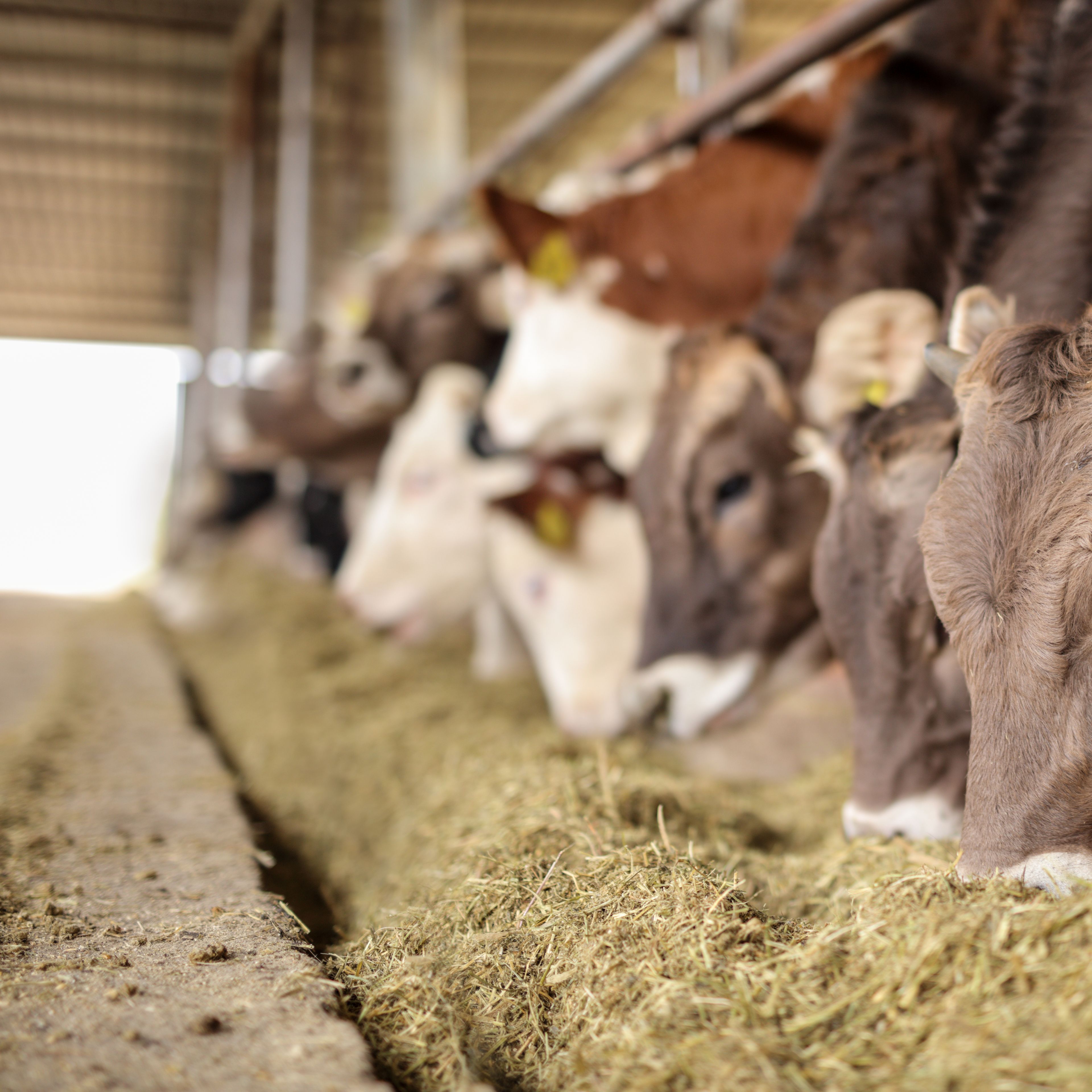 Animal Welfare | ALDI SOUTH Group