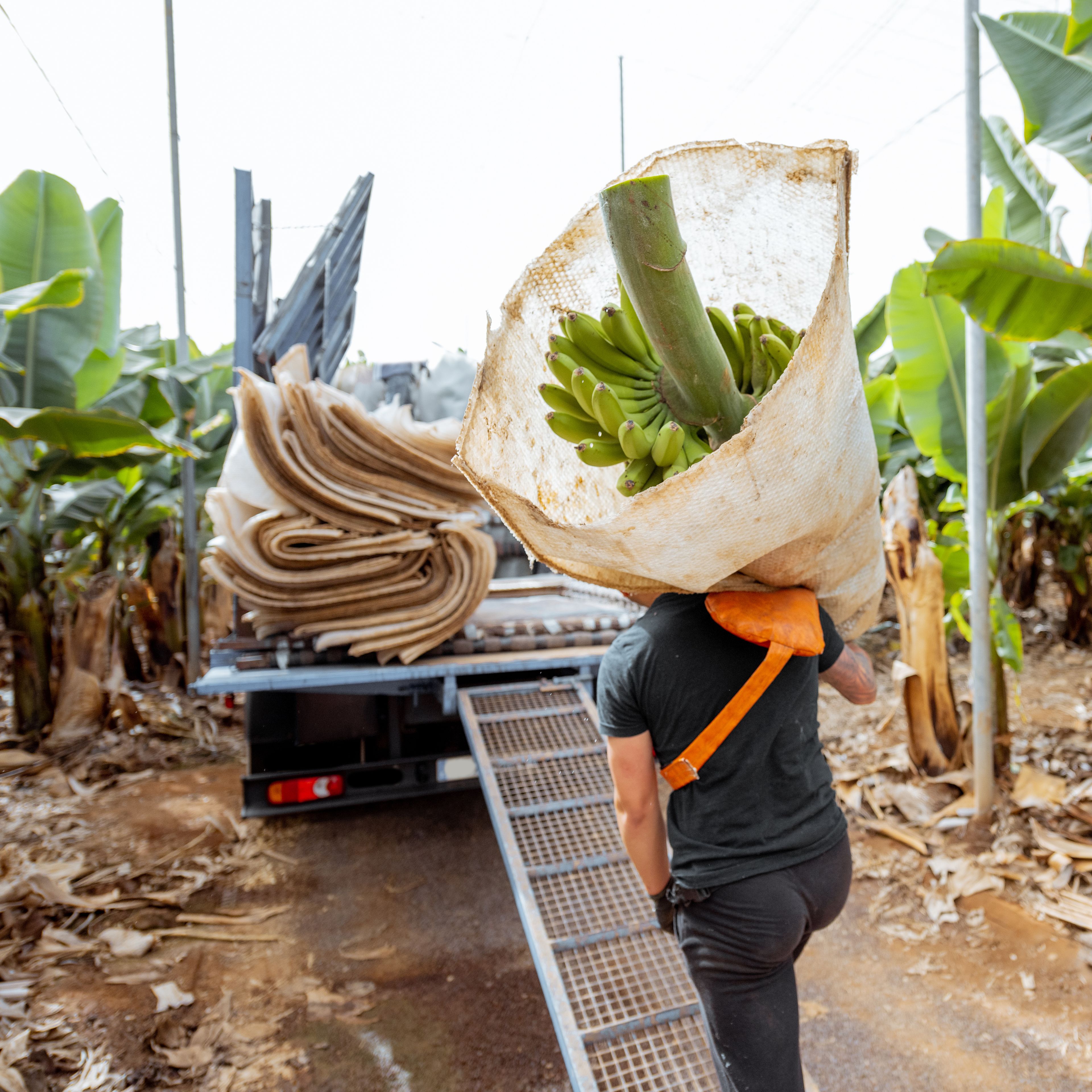 Bananas | ALDI SOUTH Group