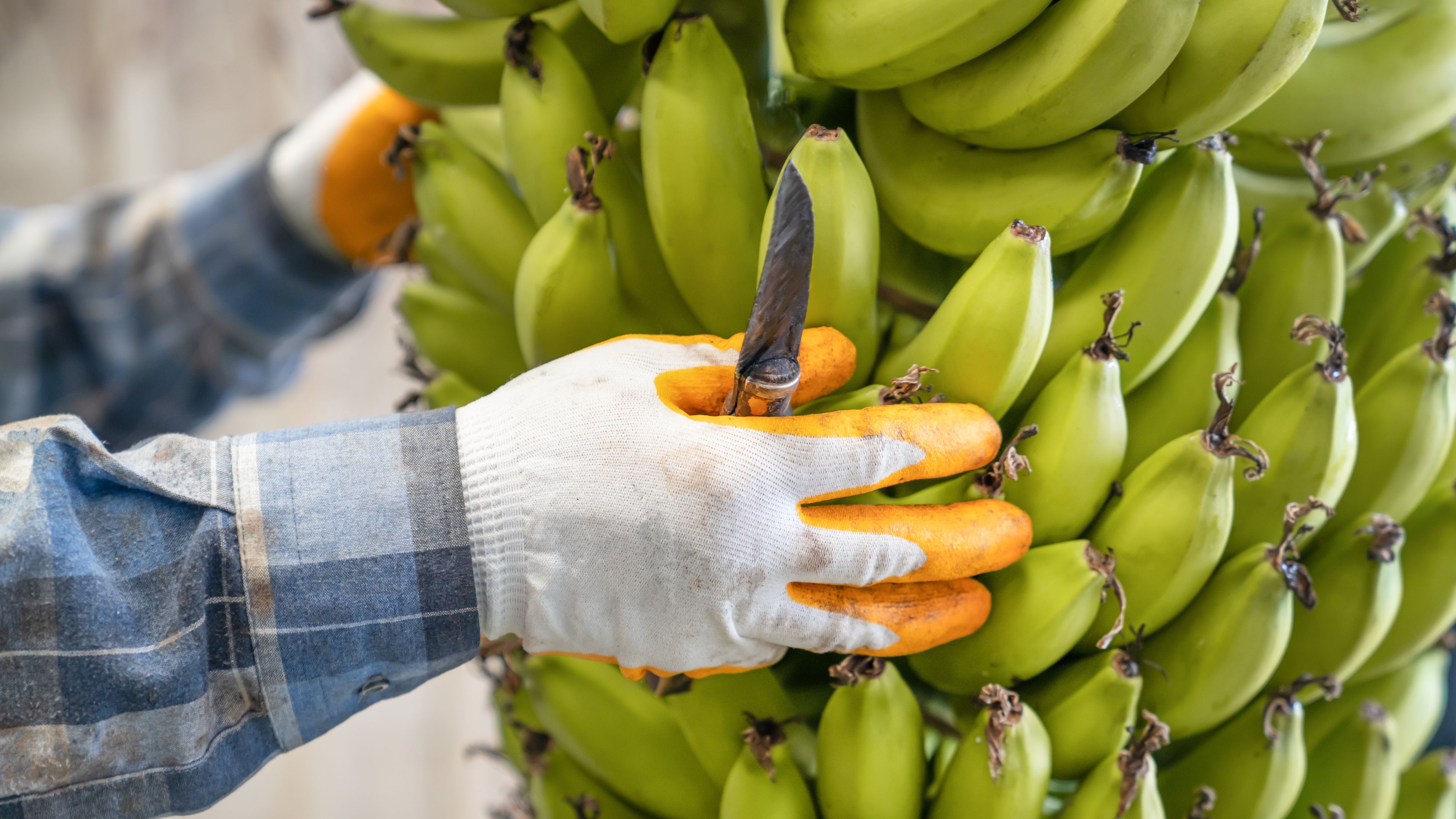 Bananas | ALDI SOUTH Group