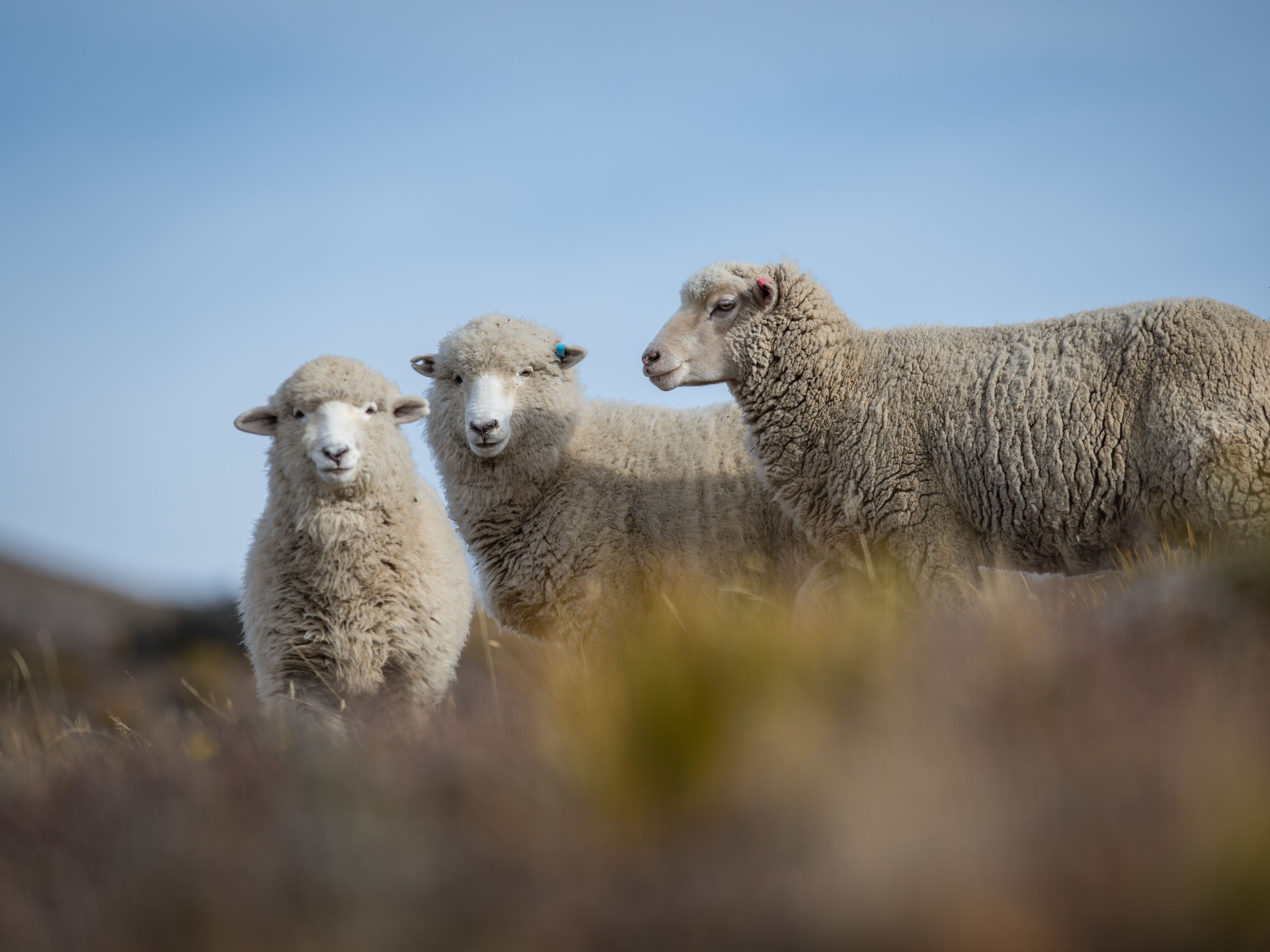 Animal Welfare | ALDI SOUTH Group