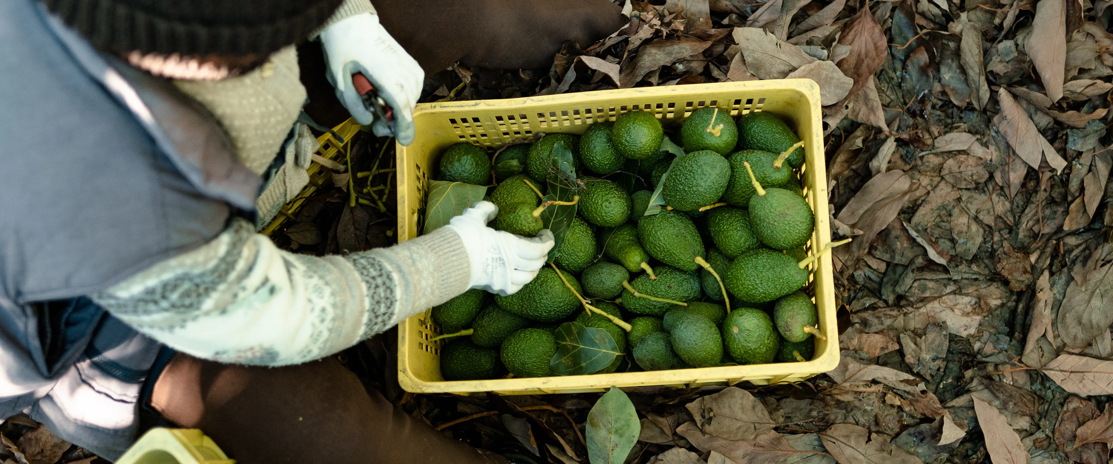 Human Rights Impact Assessment: Avocados from Peru | ALDI SOUTH Group