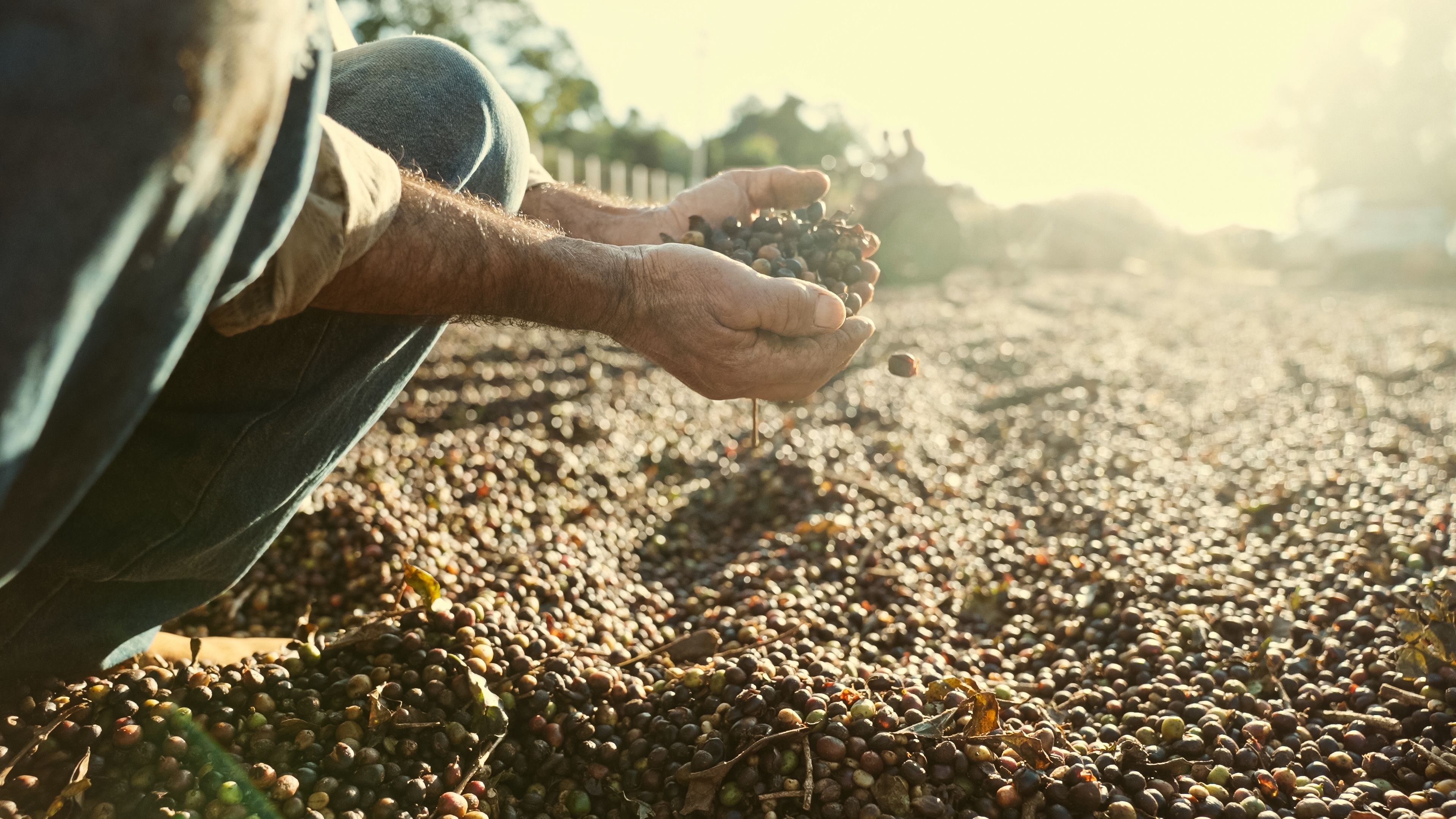 The ALDI SOUTH Group joins the Sustainable Coffee Challenge | ALDI ...
