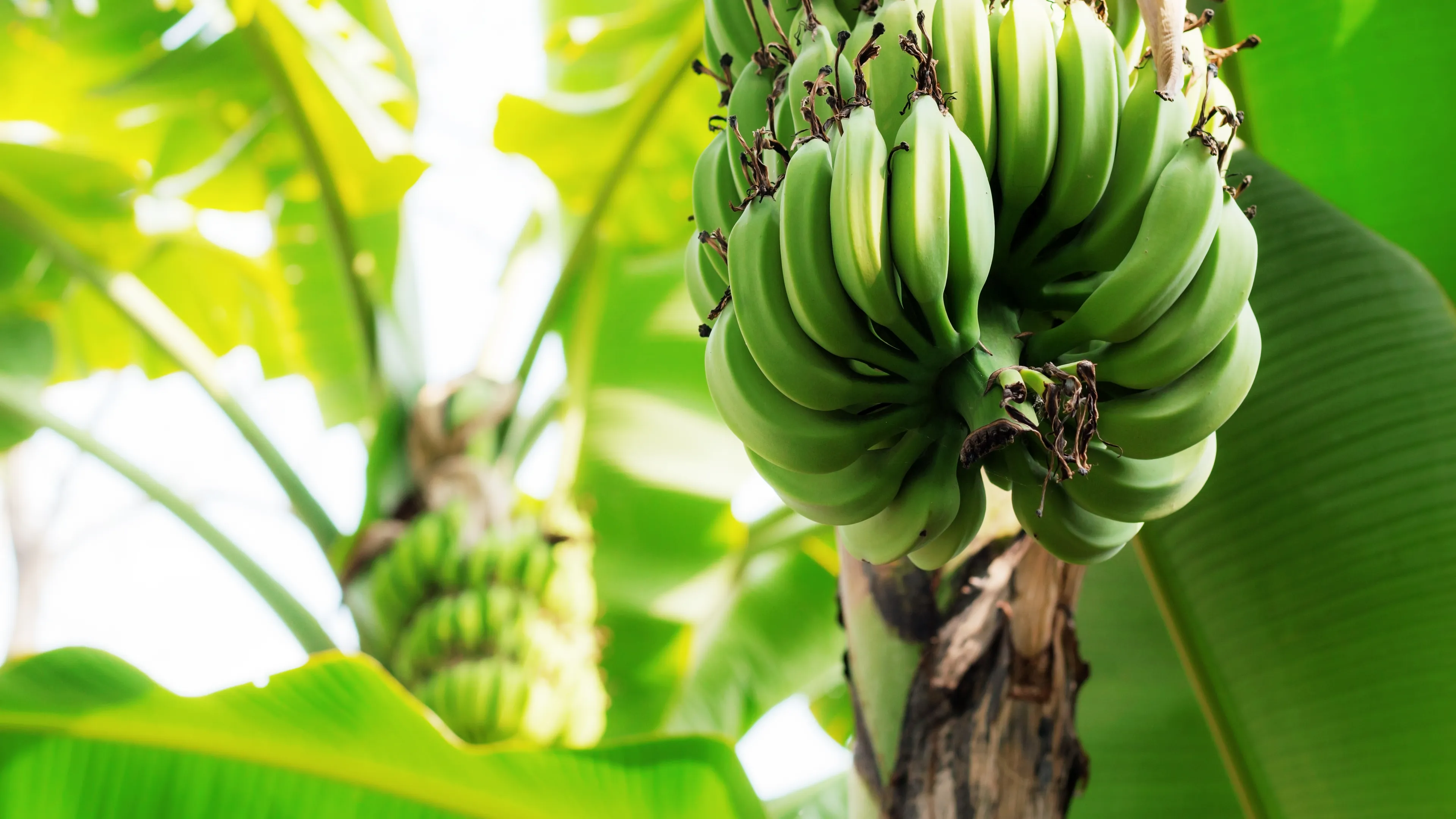 ALDI celebrates World Banana Day and looks back on its 2020 progress ...