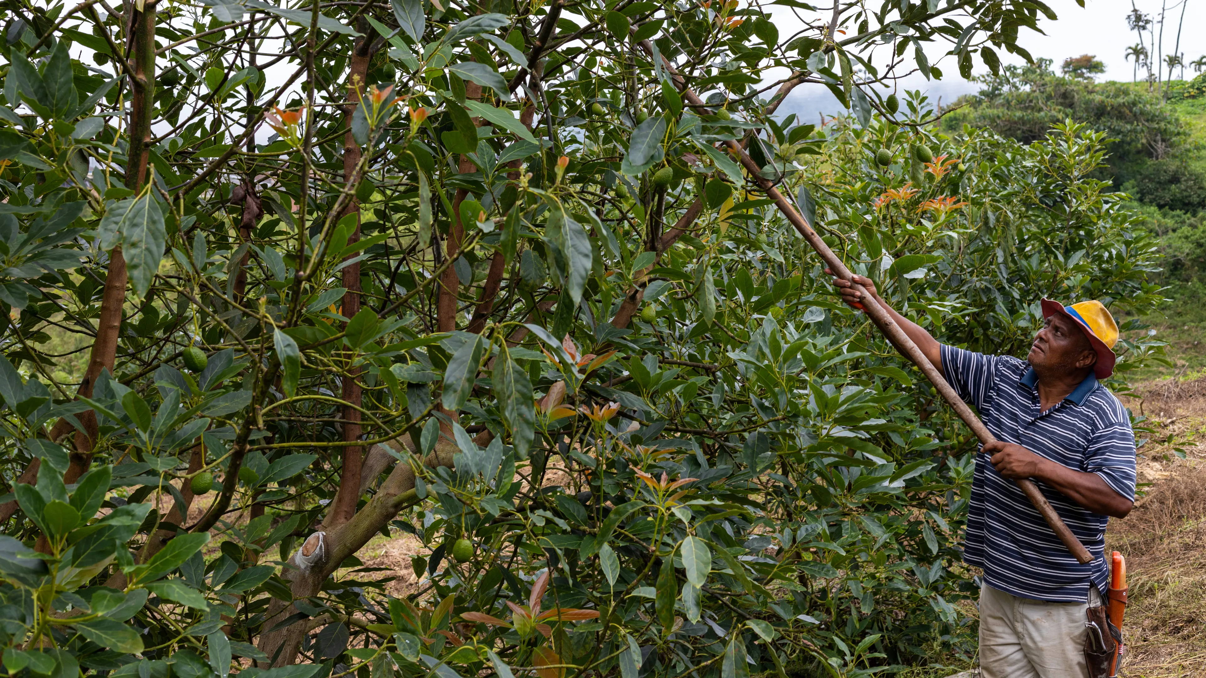 Human Rights Impact Assessment: Avocados from Peru | ALDI SOUTH Group